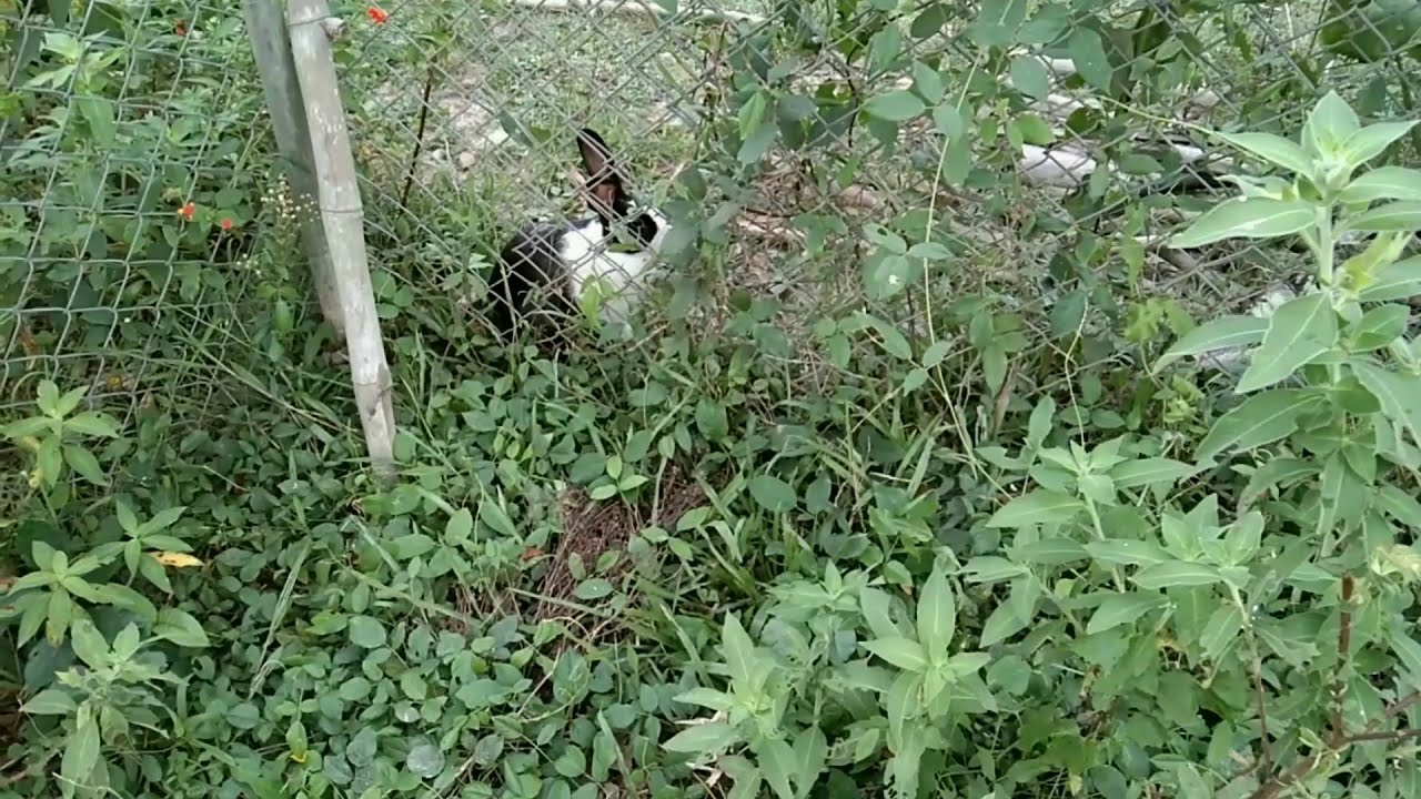 Rabbit Videos/RABBIT MOVIE/FUNNY VIDEO/Mind Refreshing Farm - YouTube