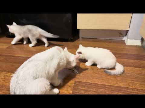 Kedi aile yemeği #youtubeshorts #cat #british #kitten #white #cute #pets #animals #cutecat #asmr 