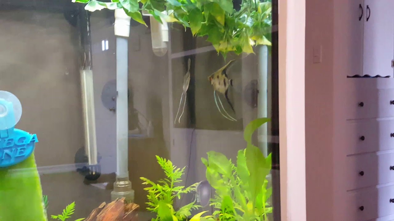 Angels Preparing to Lay Eggs - YouTube