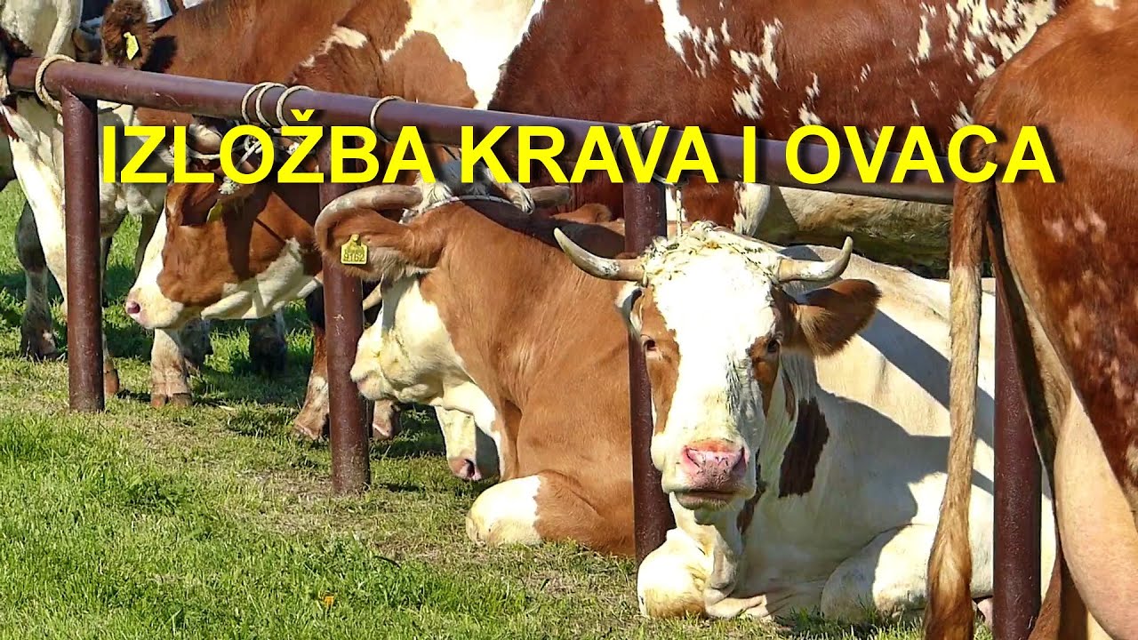 Izložba krava ovaca i sitnih životinja Bogatić u Mačvi - YouTube