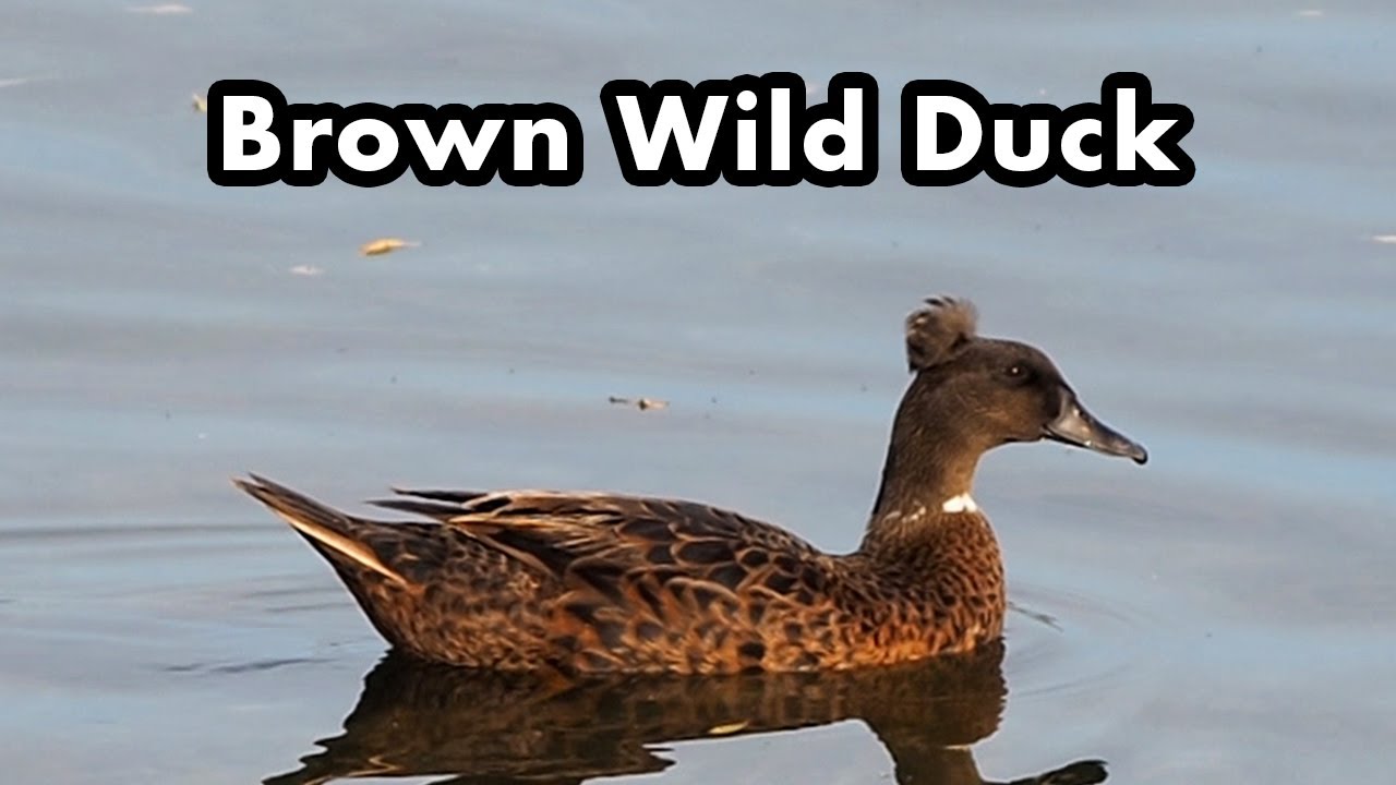 Wild Brown Crested Duck - American Black Duck - YouTube