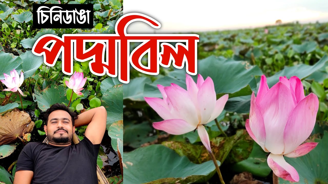 পদ্মবিল। Poddo Bil। চিনিডাঙা পদ্মবিল। বড়াইগ্রাম, নাটোর। Chinidanga ...