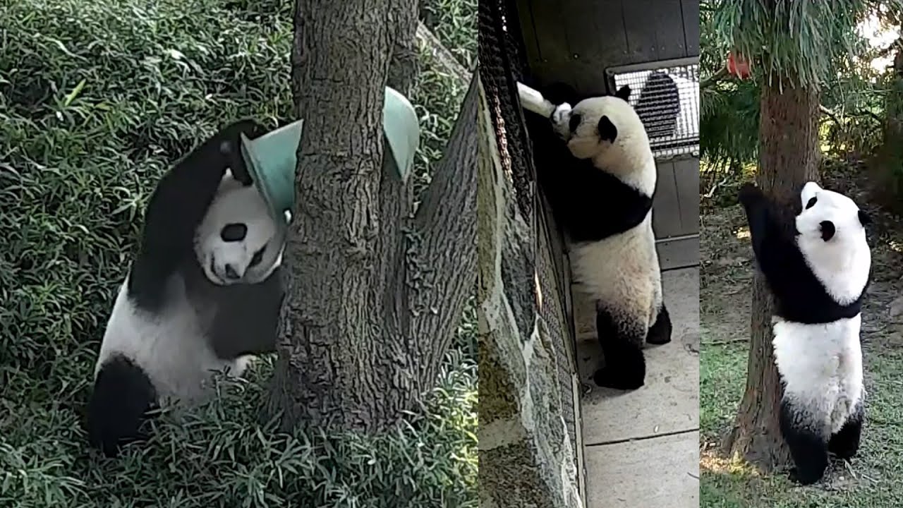 Xiao Qi Ji worked hard for his Enrichment this morning 👶🏻🥵🐾🐾🌳🤩 9/20 ...