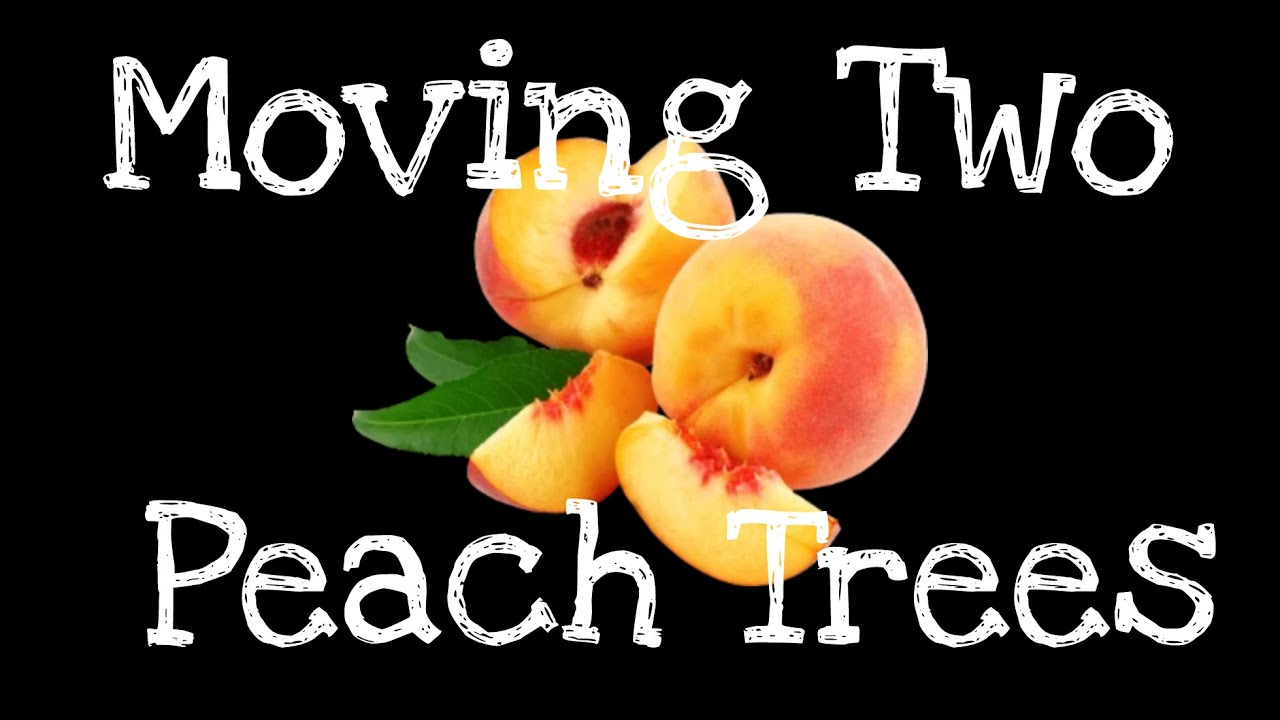 Moving Peach Trees - YouTube