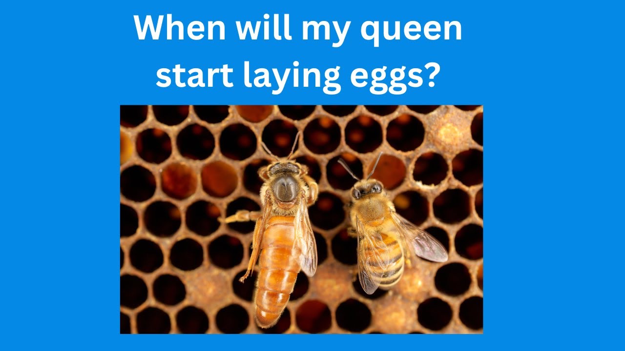 Queen Bee Laying Eggs