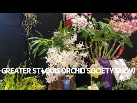 GREATER ST LOUIS ORCHID SOCIETY ORCHID SHOW 2023 - YouTube