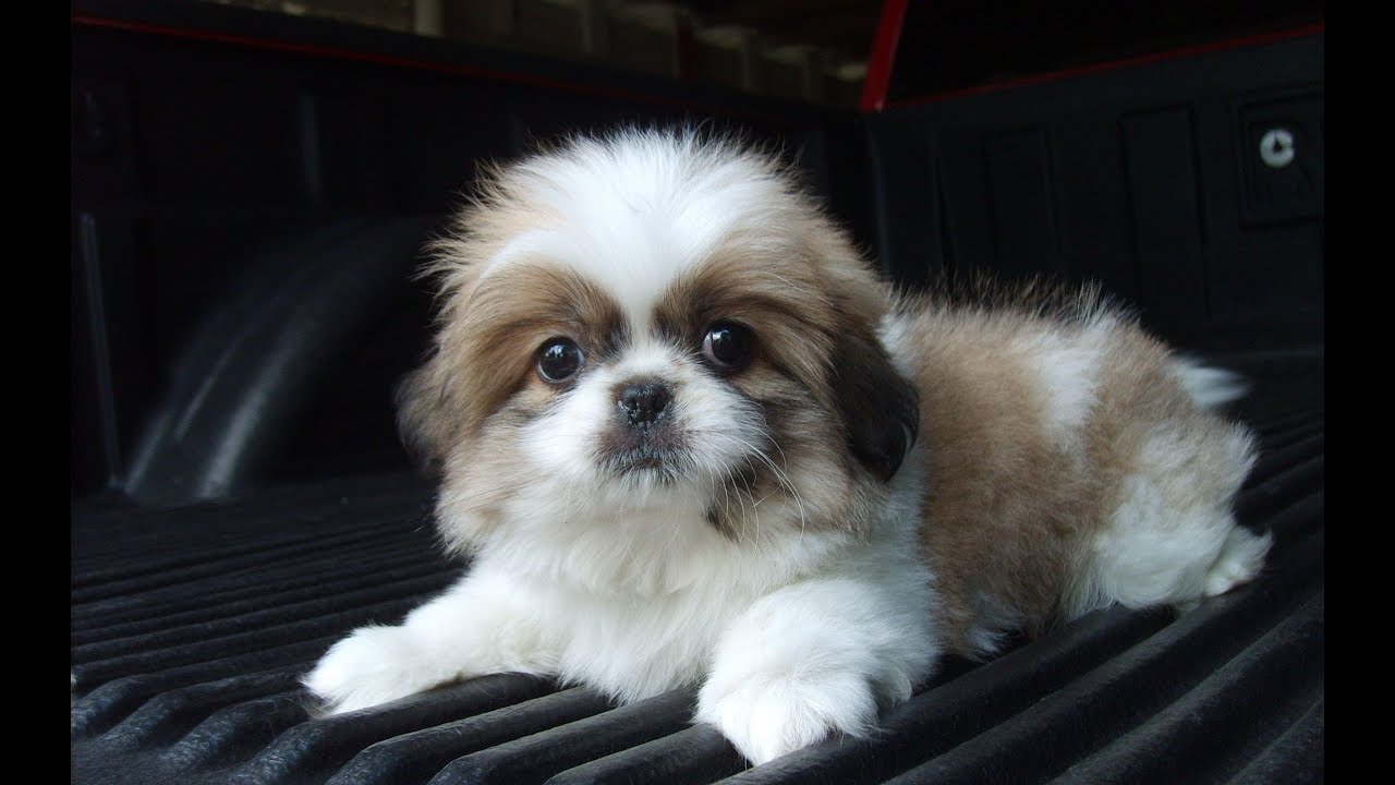 Adorable Shih Tzu - DOG LOVERS - YouTube