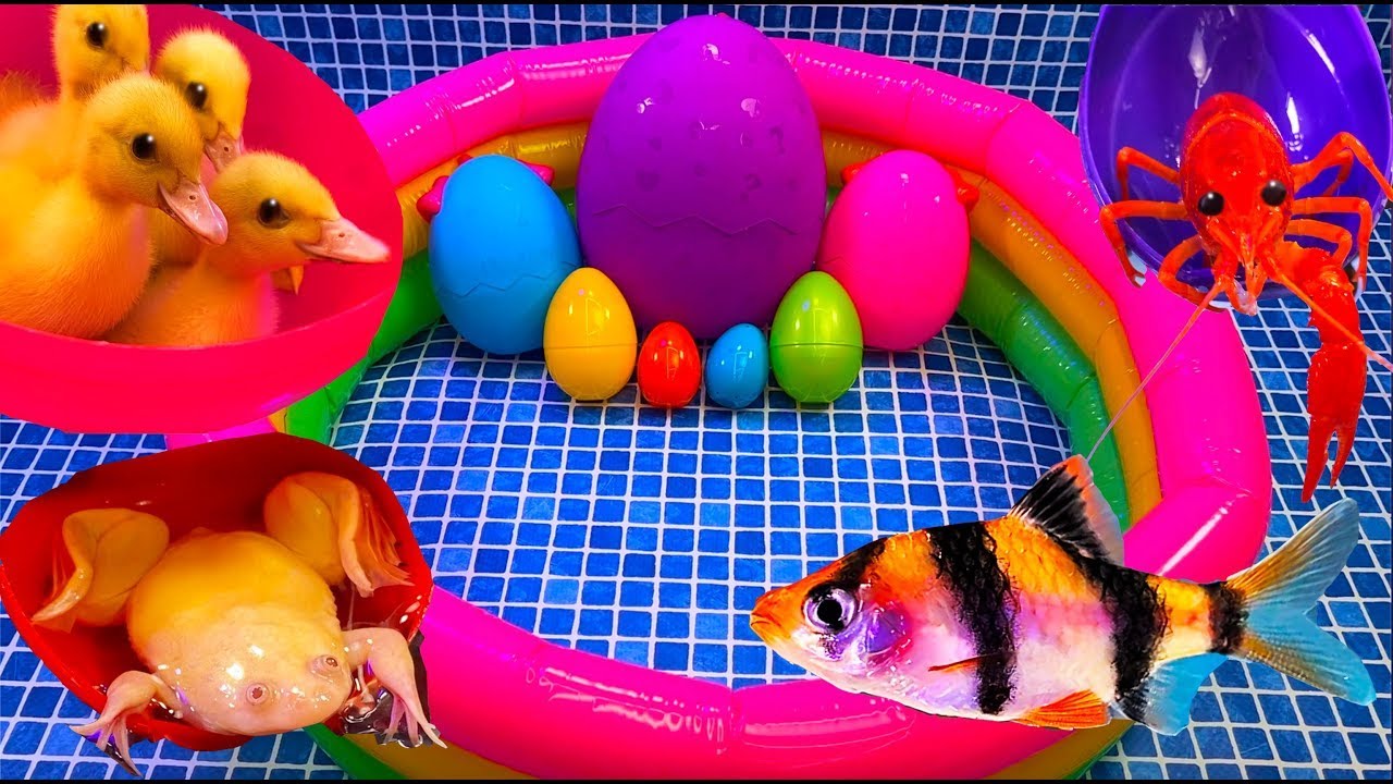 Colorful surprise fish, arowana fish, betta fish, angelfish, goldfish ...