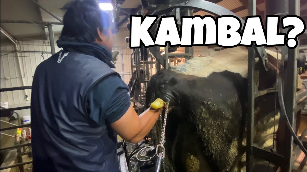 PAANO MAGPAANAK NG BAKA NA MAY KAMBAL NA GUYA||BUHAY DAIRY FARMER SA ...