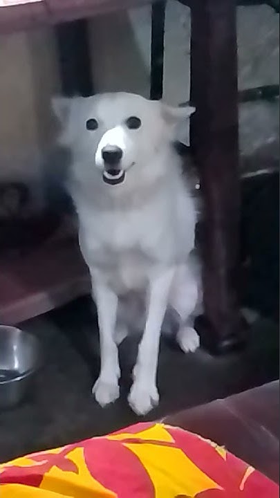 പപ്പയുടെ കൂടെ പോയേ പറ്റൂ നിക്കിക് ️🐶 Youtube