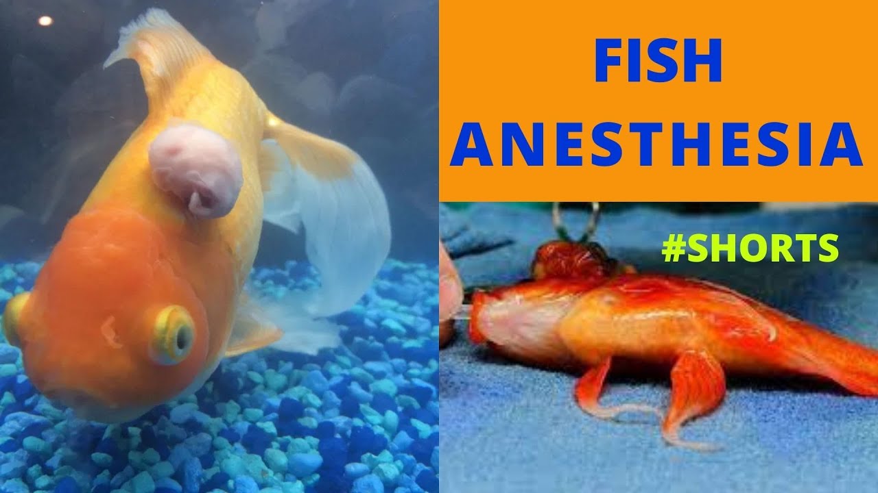 Anesthesia in a fish. 🐠 #shorts - YouTube