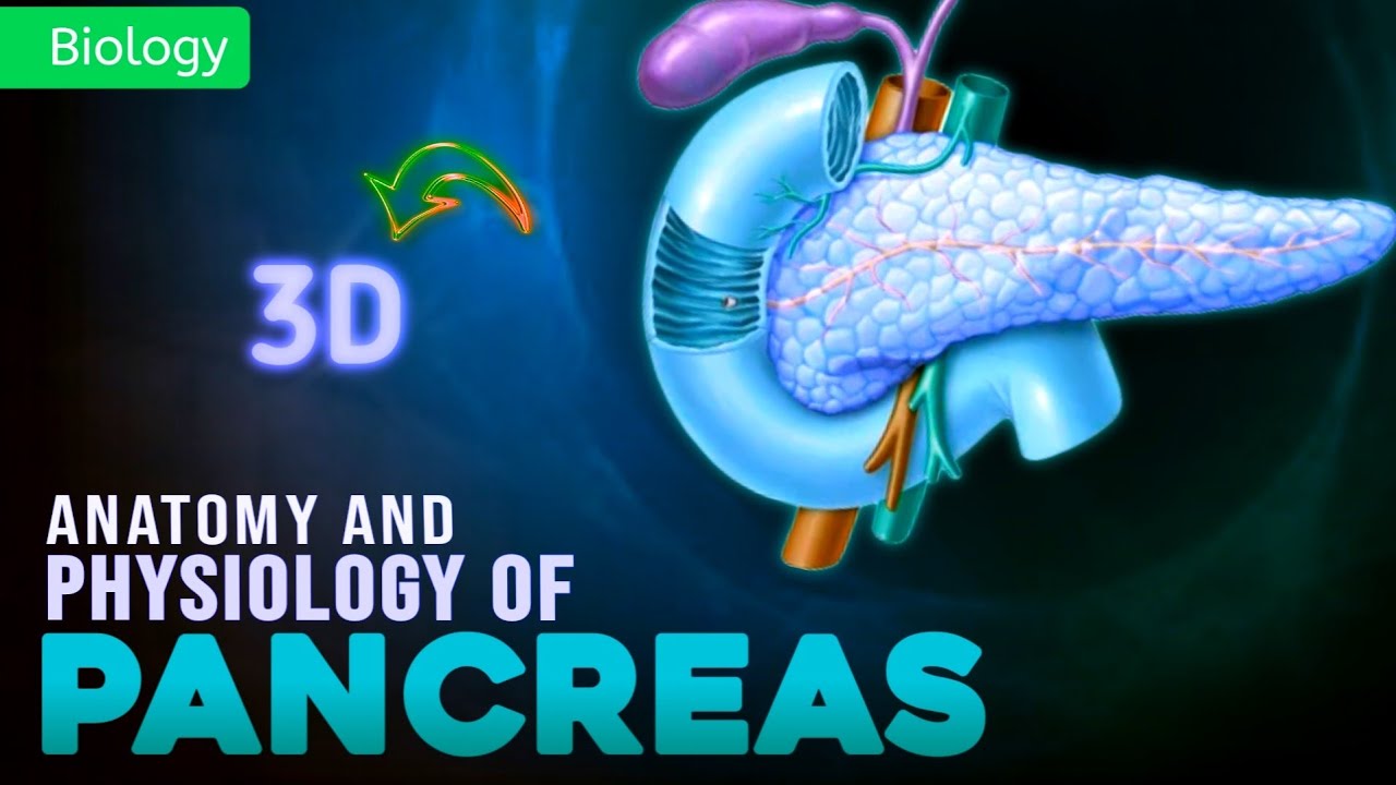 PANCREAS : ENDOCRINE OR EXOCRINE GLAND ? || 3D ANIMATION || - YouTube