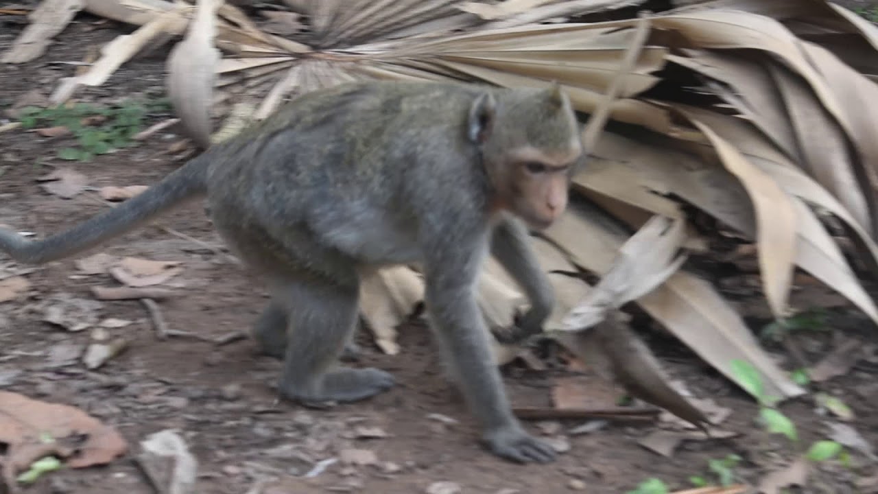 Monkey claiming palm tree /ak monkey zone/ - YouTube