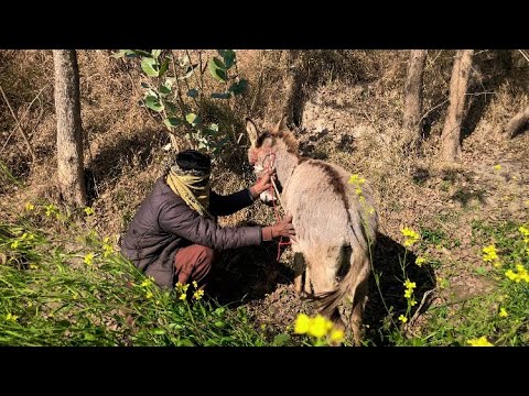 Smart Donkey Breeding Handbook