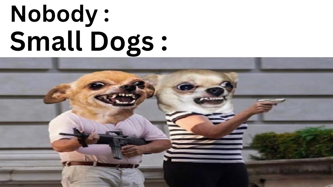 Your daily dose of memes #140 - YouTube