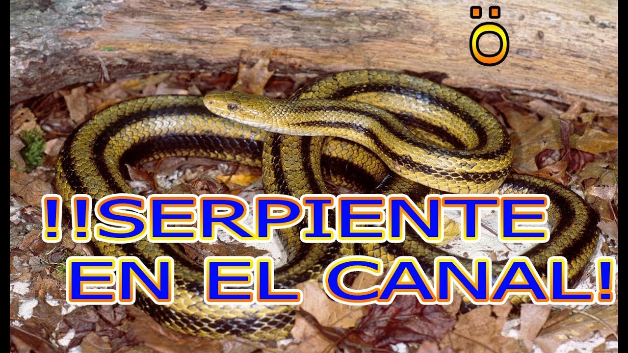 serpiente ratonera en el canal ! rat snake - YouTube