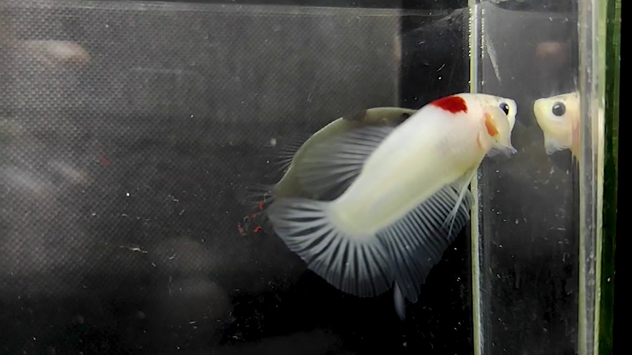 Betta Fish Cello Tancho - YouTube