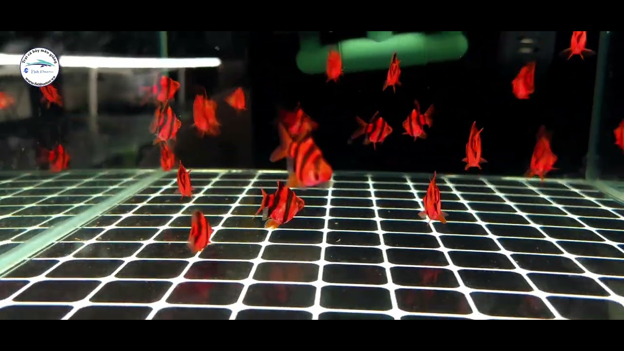 Xecan Red Short | Trại Cá Cảnh Fishhunter || Chi nhánh Hà Nội - YouTube