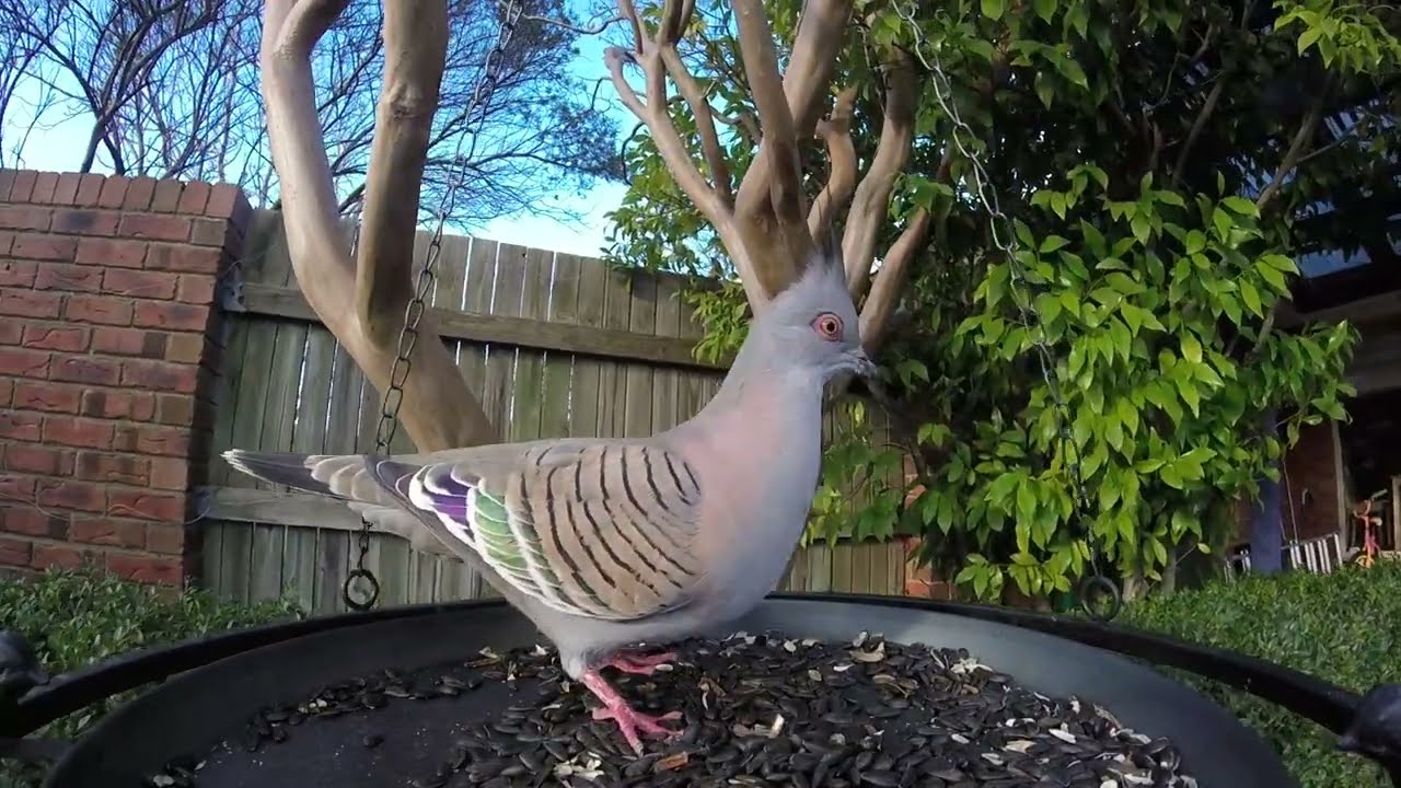 🅾🆉 🅱🅸🆁🅳🆂 - Top Notch Pigeon - Backyard Birds - YouTube