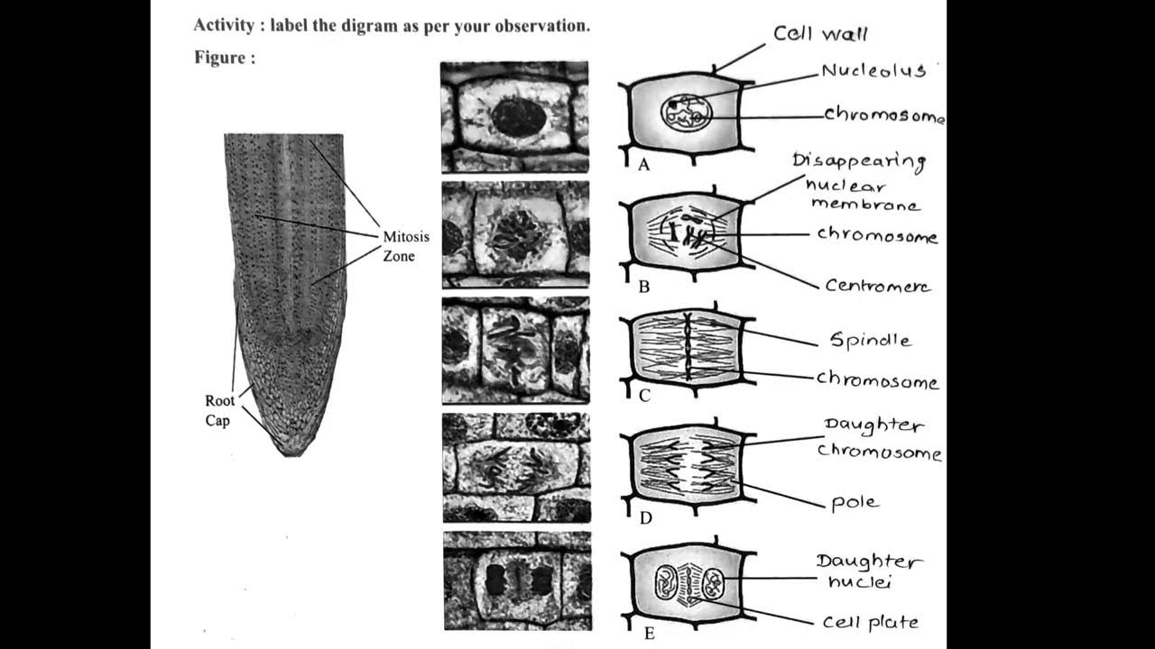 Biology Practical :- Study of mitosis using onion root tip Class 11th ...