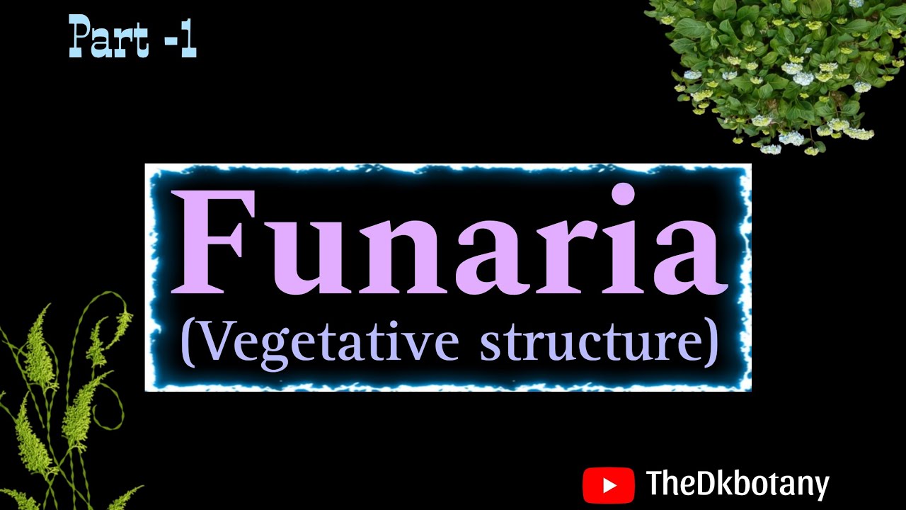 Funaria vegetative structure (morphology and anatomy) part 1 - YouTube