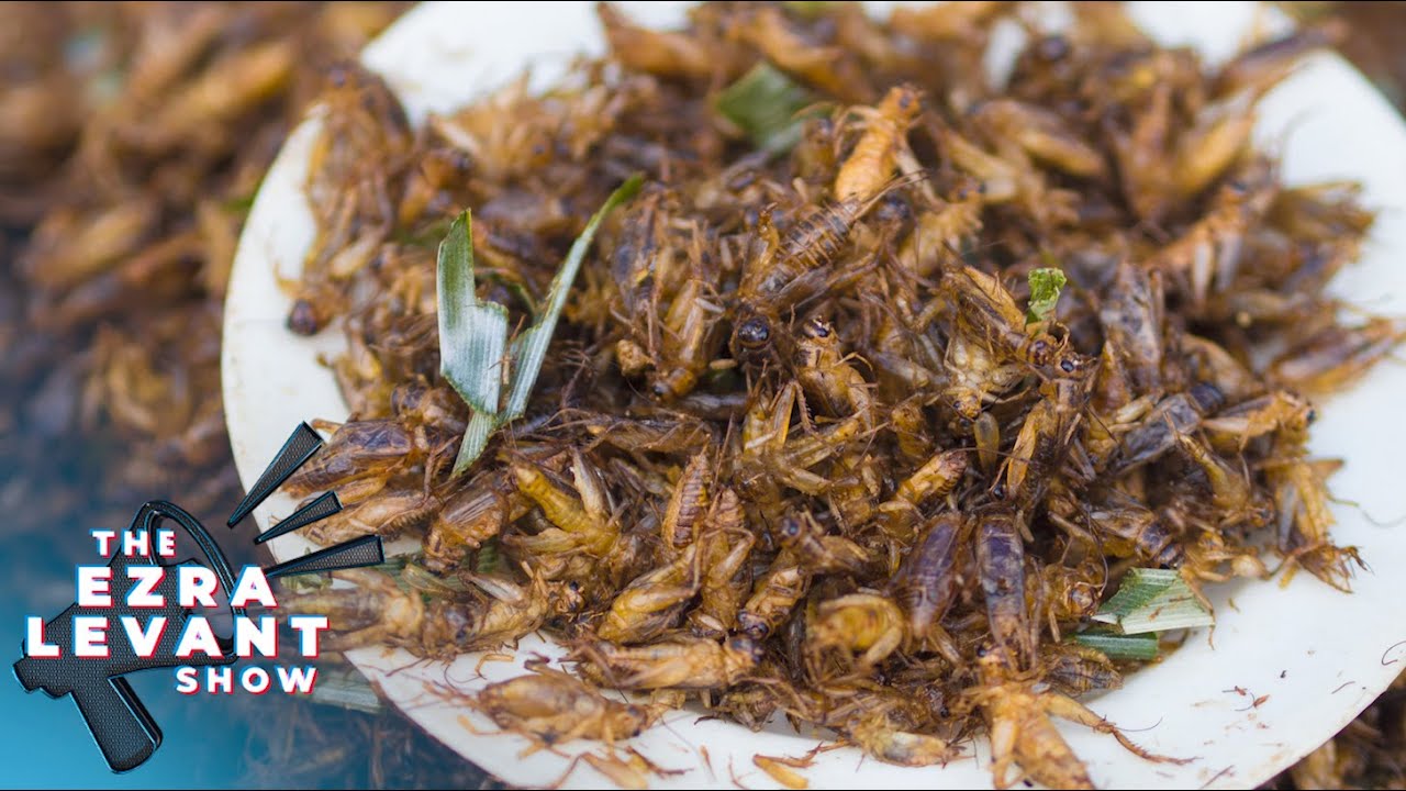 'Insect agriculture': Elites push bugs on the masses as massive cricket ...