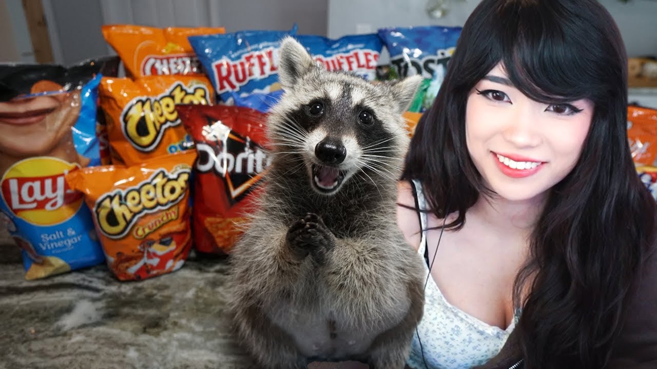 Emiru Reacts to "Raccoon Tries Most Popular Chips to see Which Chip is ...