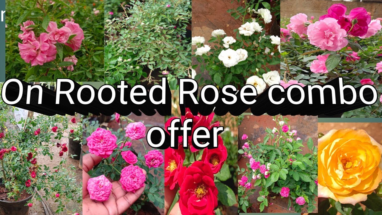 on Rooted Rose| combo offer | online sale - YouTube