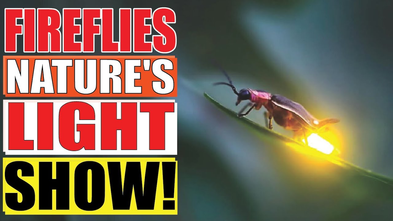 The Secret World of Fireflies - Nature's Magical Light Show! - YouTube