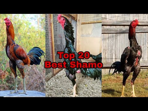 Top 20 | Best Shamo