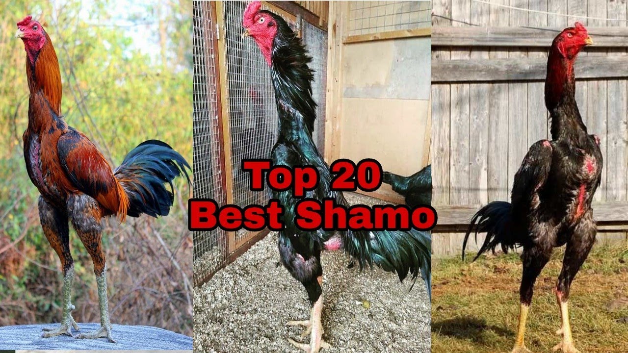 Top 20 | Best Shamo - YouTube