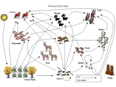 Food Webs- Lesson 9 - YouTube