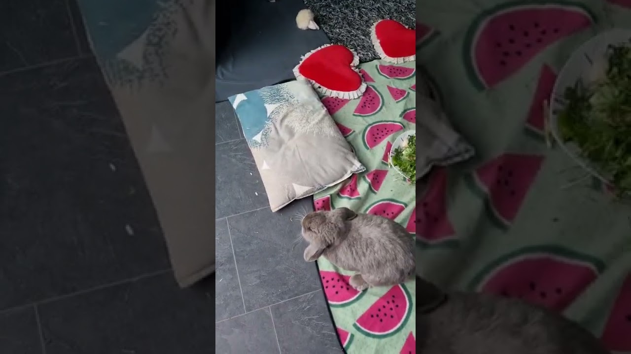 free room bunnies hopping around backyard and living room - YouTube
