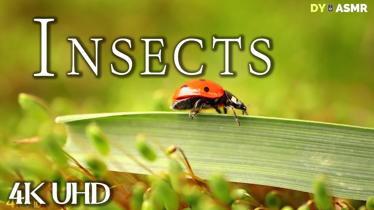 Insects & bugs! 4K UHD. Amazing insects from around the world. #insects ...
