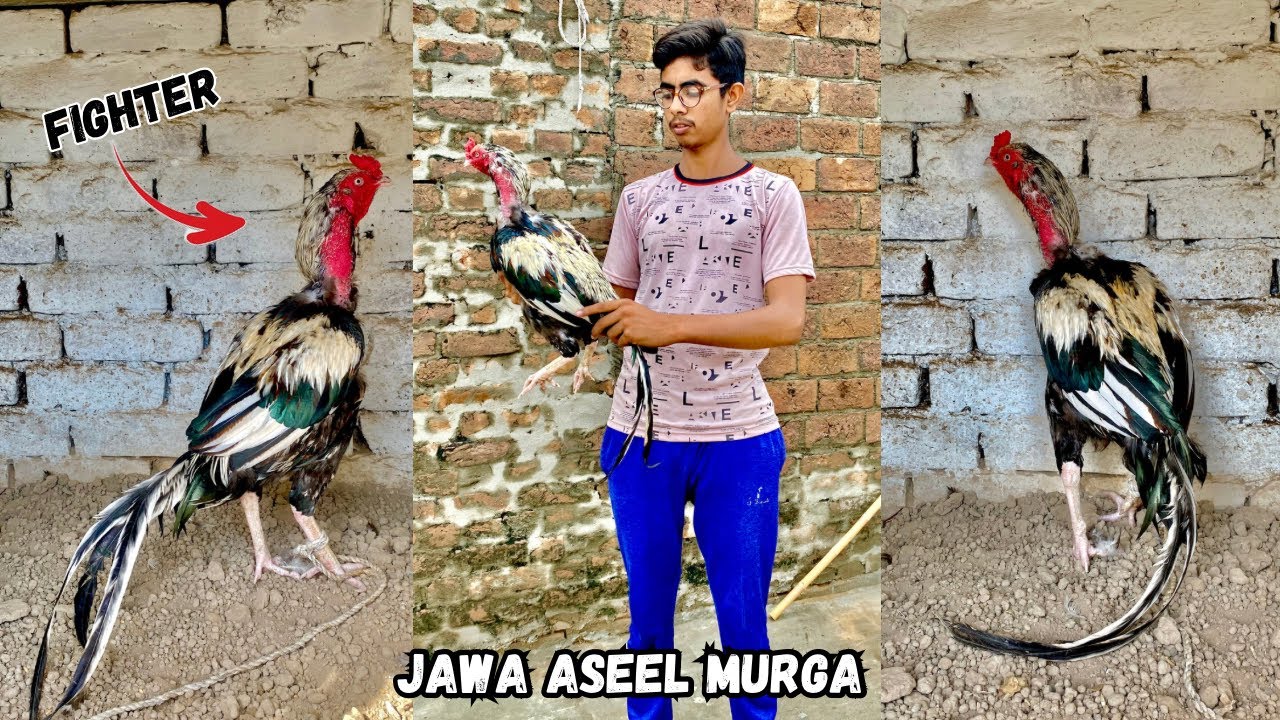 Fighter Jawa Aseel Murga aa Gya😍 || Aj Hm New Murga Ly Ay🥳 || Us Pet House - YouTube