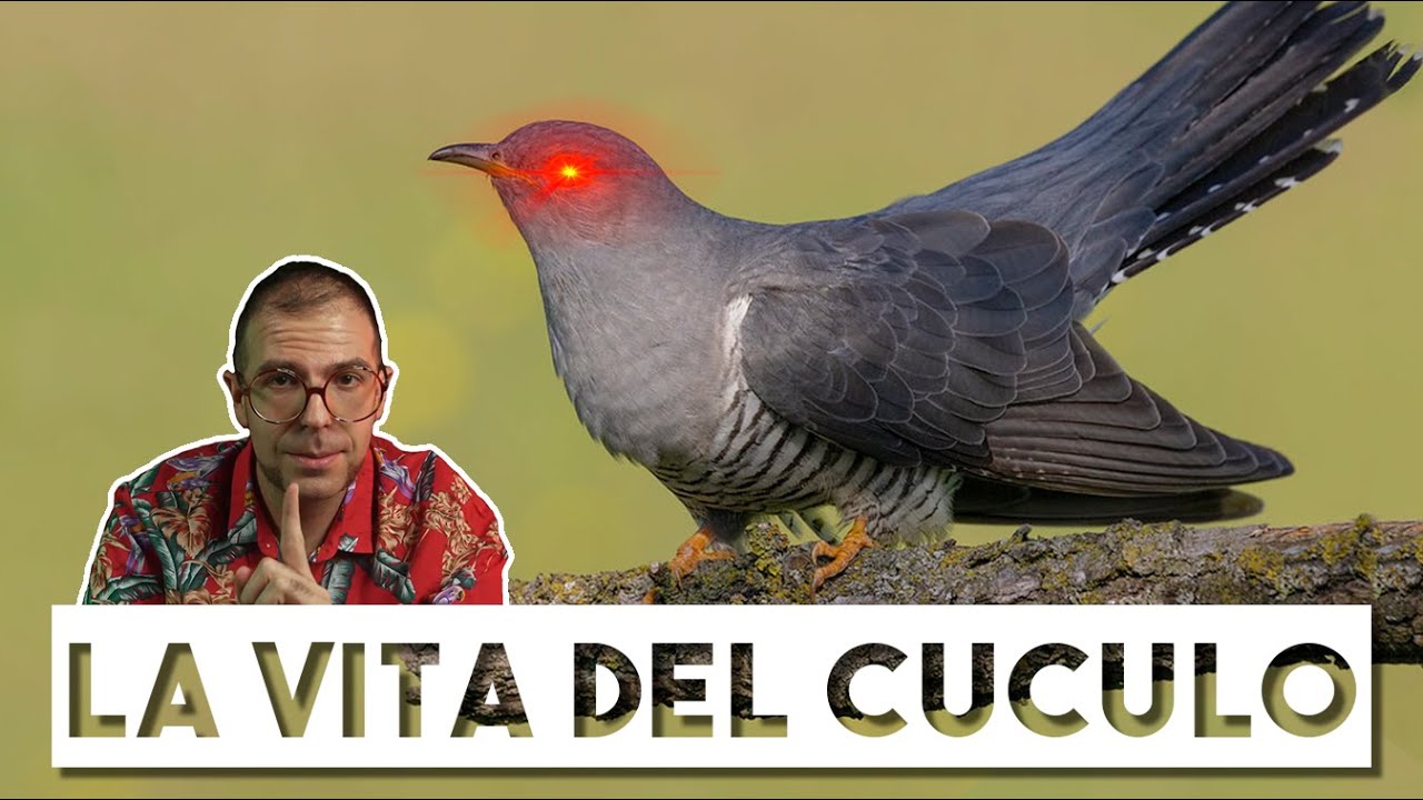 CUCULO: l'UCCELLO PARASSITA che UCCIDE i suoi compagni di nido - YouTube