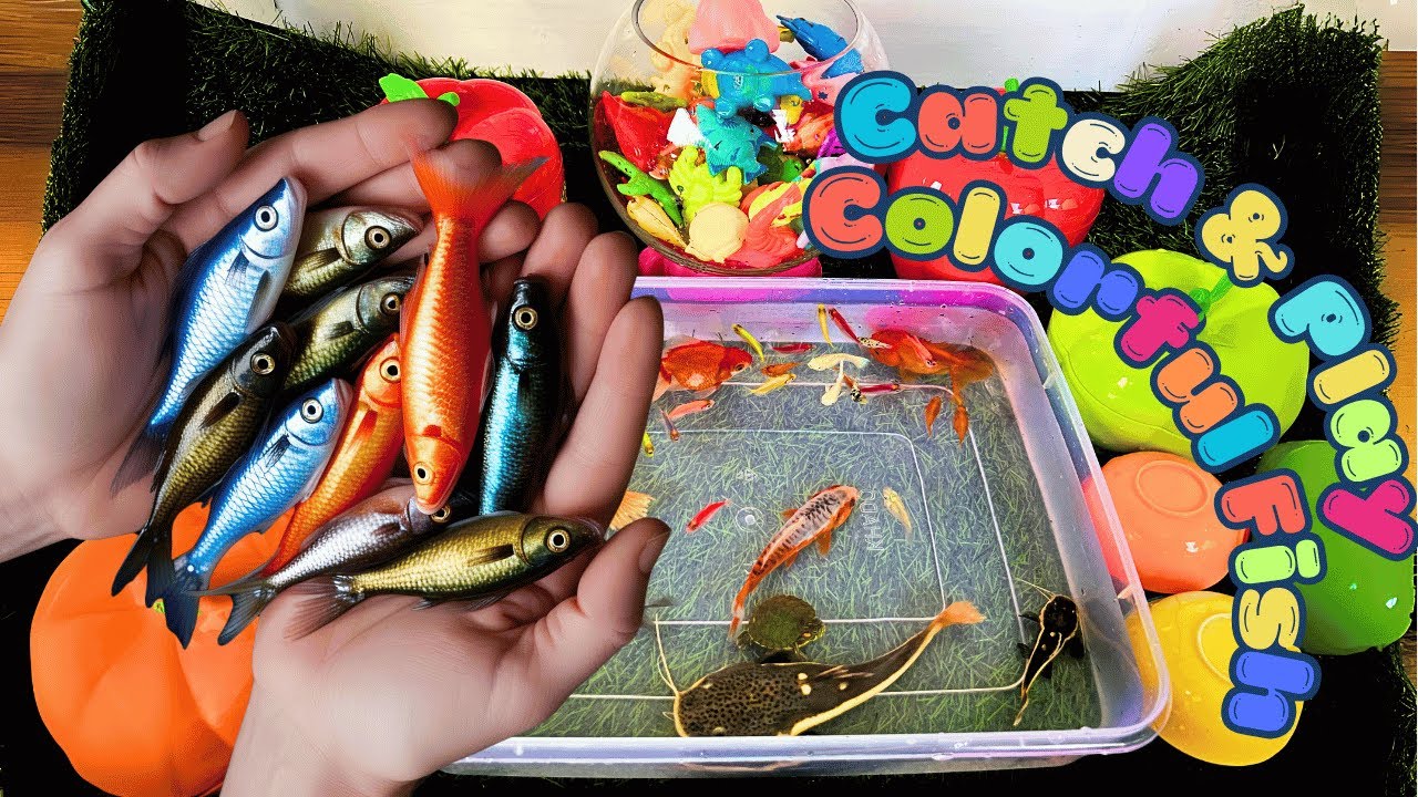 The Incredible Catch Colorful Aquarium Fish, CatFish, Glow Fish, Baby ...