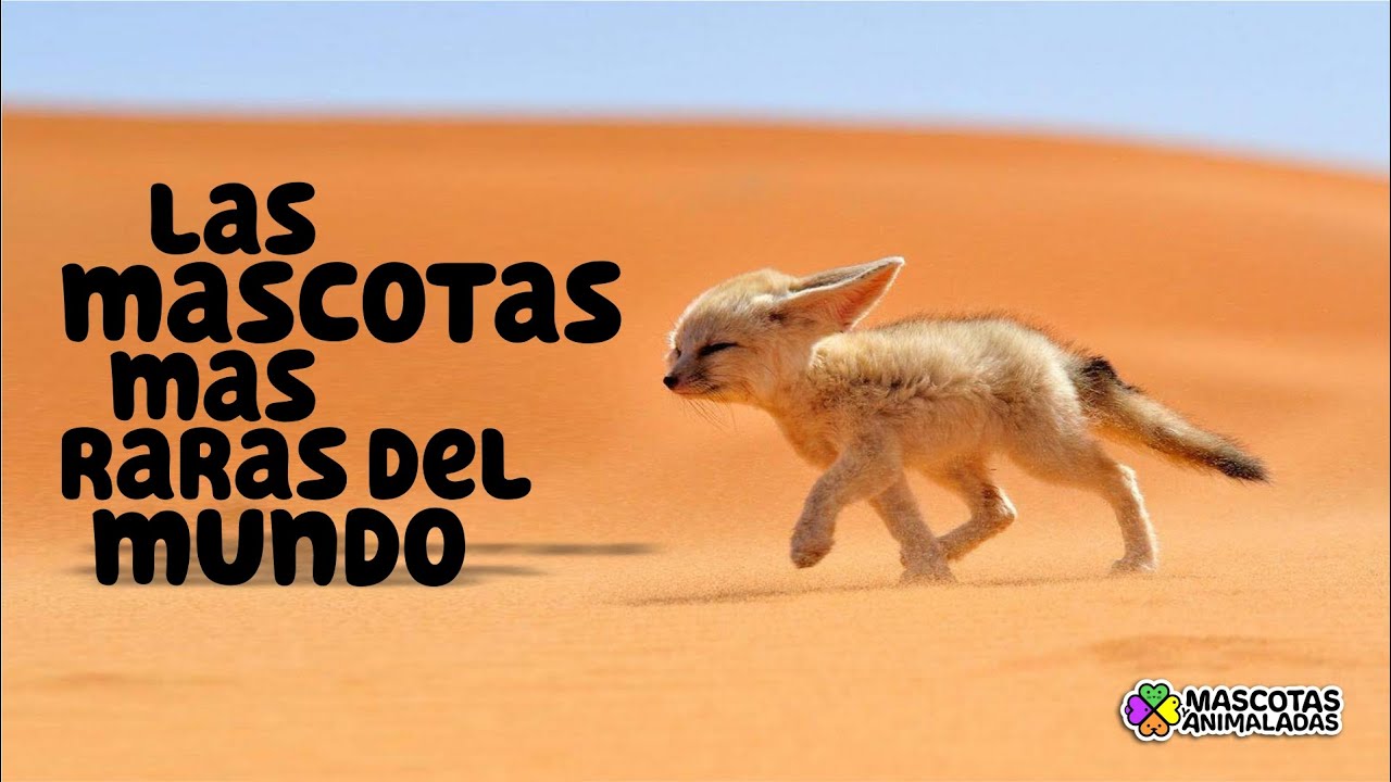 Top Mascotas Raras e inusuales del Mundo! 😱 - YouTube