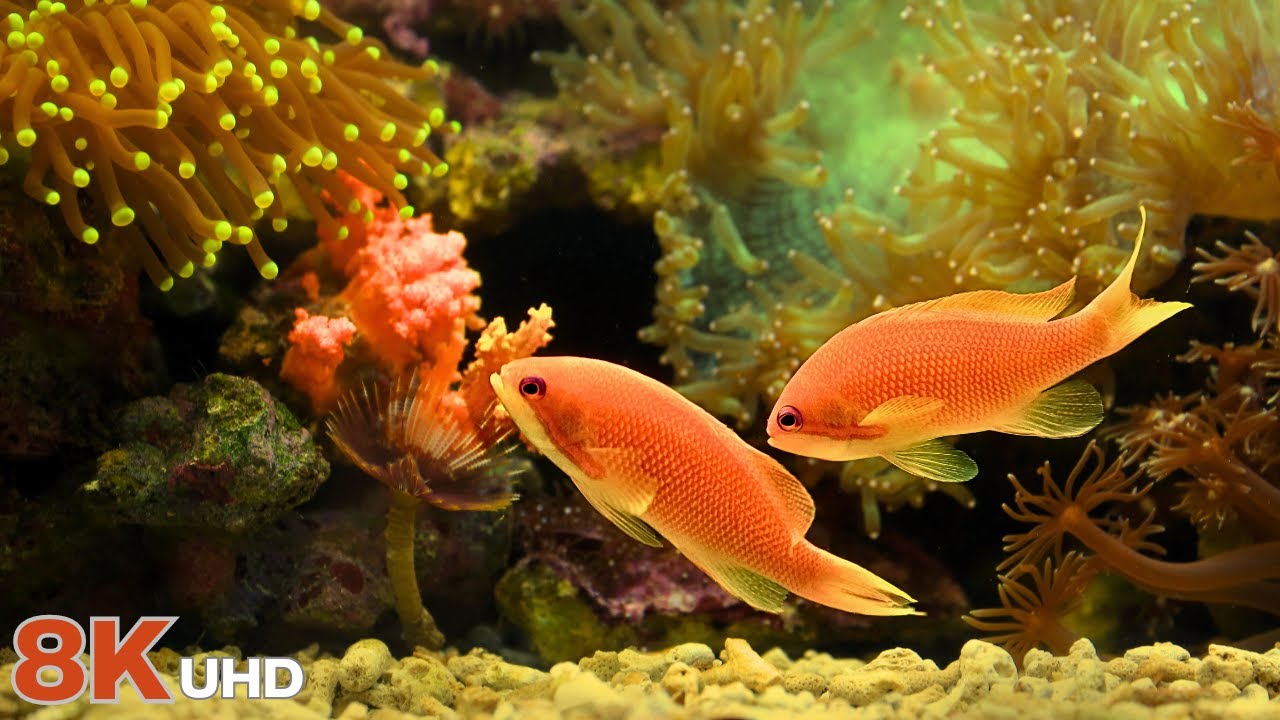 Aquarium 8k HD Video- Most Beautiful Reef Fish- With Relaxing Music ...