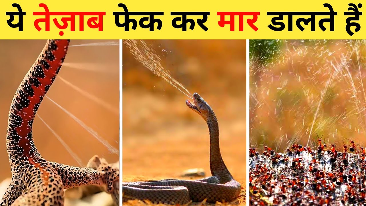 तेज़ाब फेकने वाले जानवर | Top 10 Acid Spitting Animals In The World ...