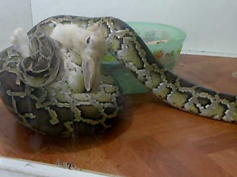 snake and a rabbit - YouTube
