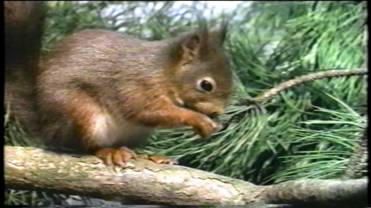 David Sunflower Seeds Squirrel TV Commercial - YouTube