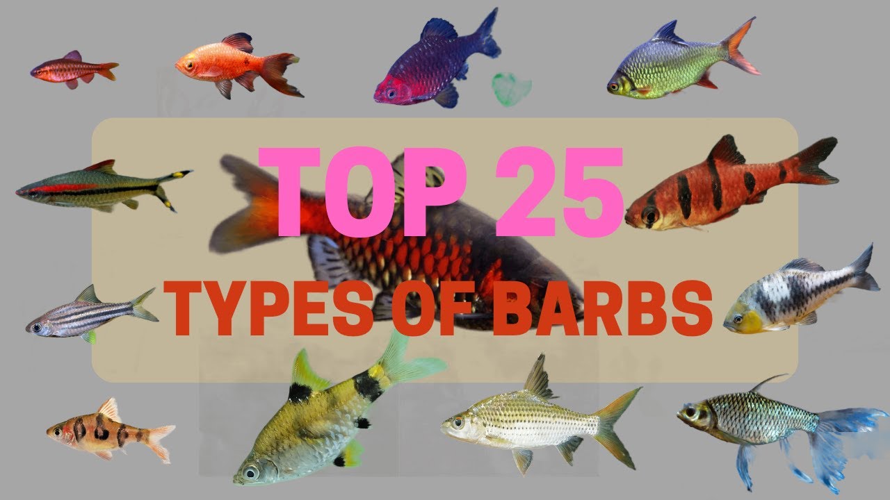 Top 25 Types of Barbs - YouTube