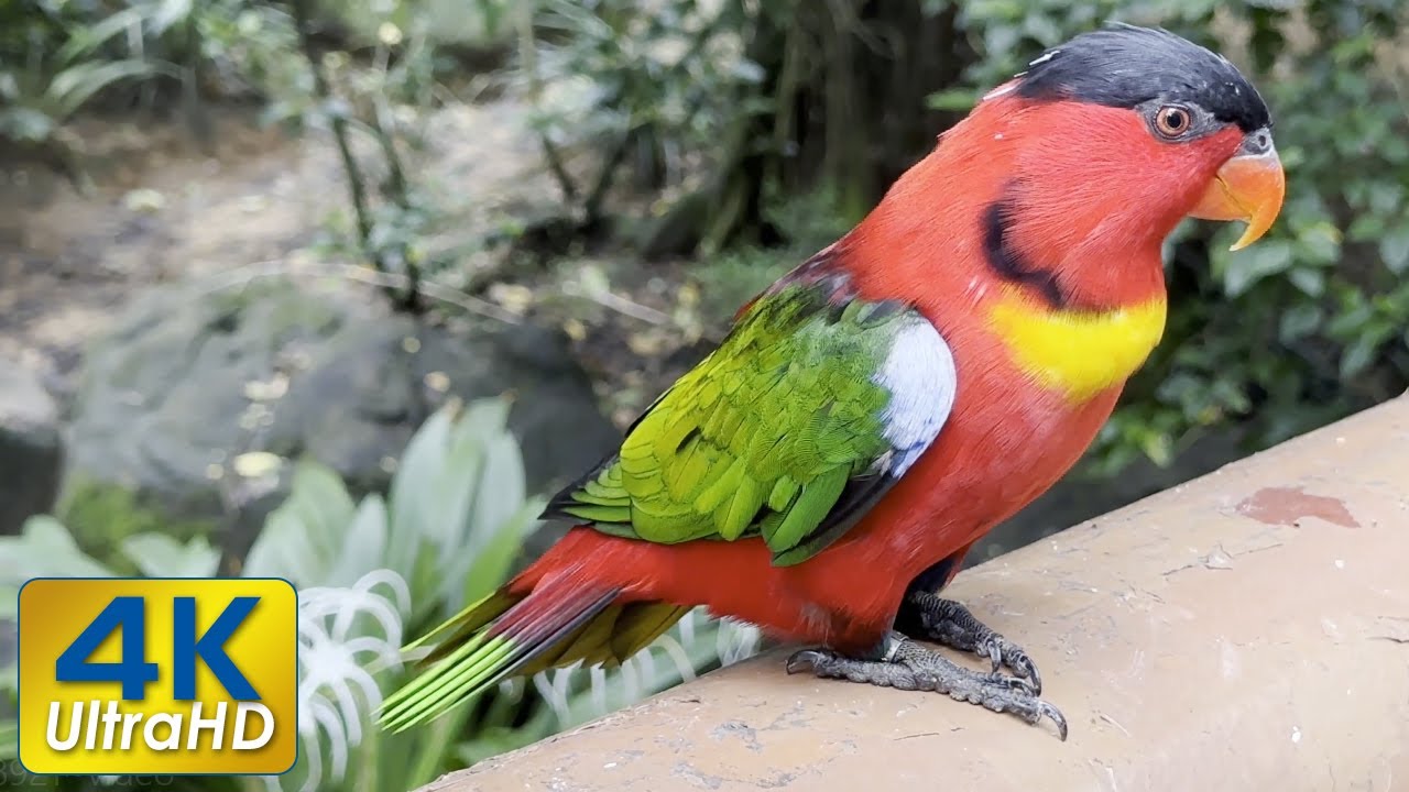 Lory Loft @ Jurong Bird Park - Last day on 3 Jan 2023 | SingaporeIsland ...