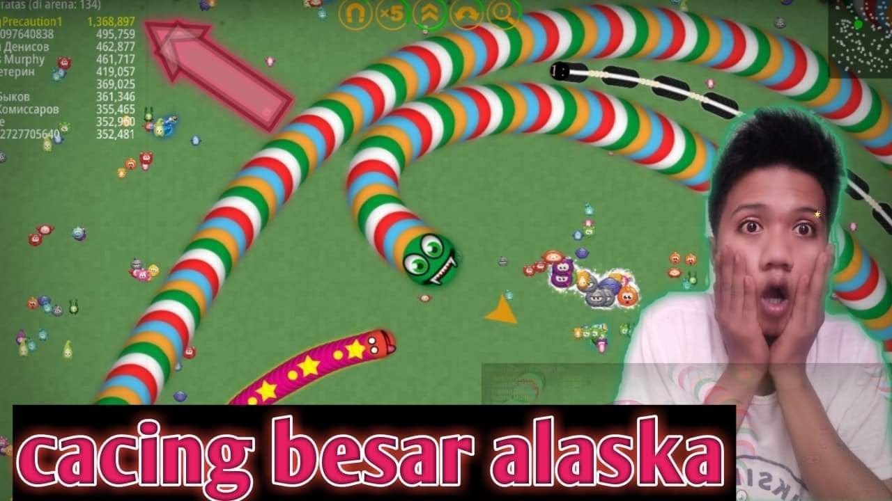 Cacing besar alaska - YouTube