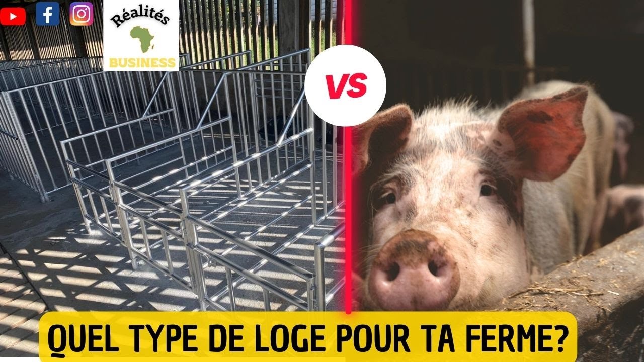 ELEVAGE DE PORC: Loges en fer ou en brique cimenté? Ce professionnel ...