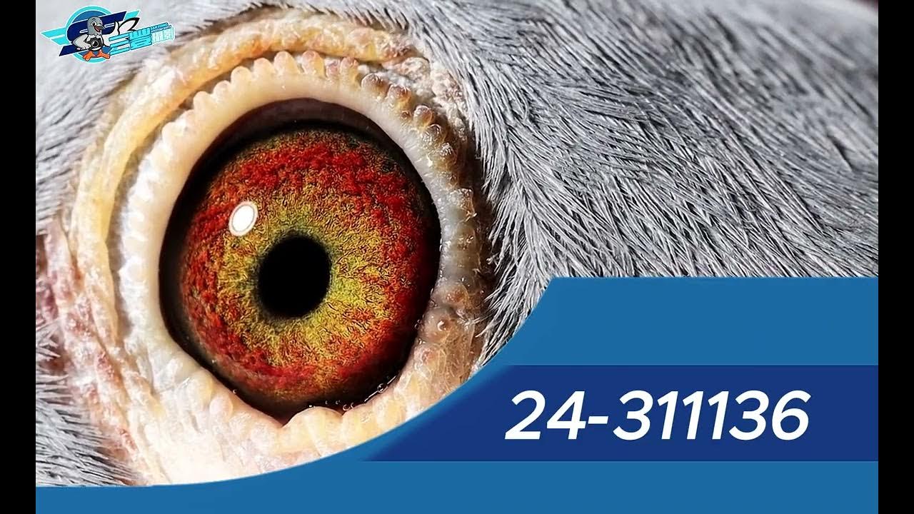 【好鴿海禾勢山系】24 311136 - YouTube