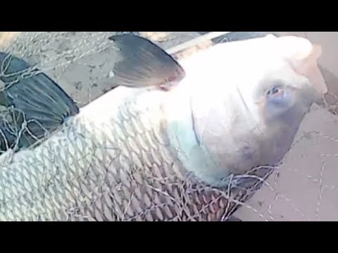 big size katol fishing in Kesharpar digee এত বড় কাতল হীট হলো বড়শিতে ...
