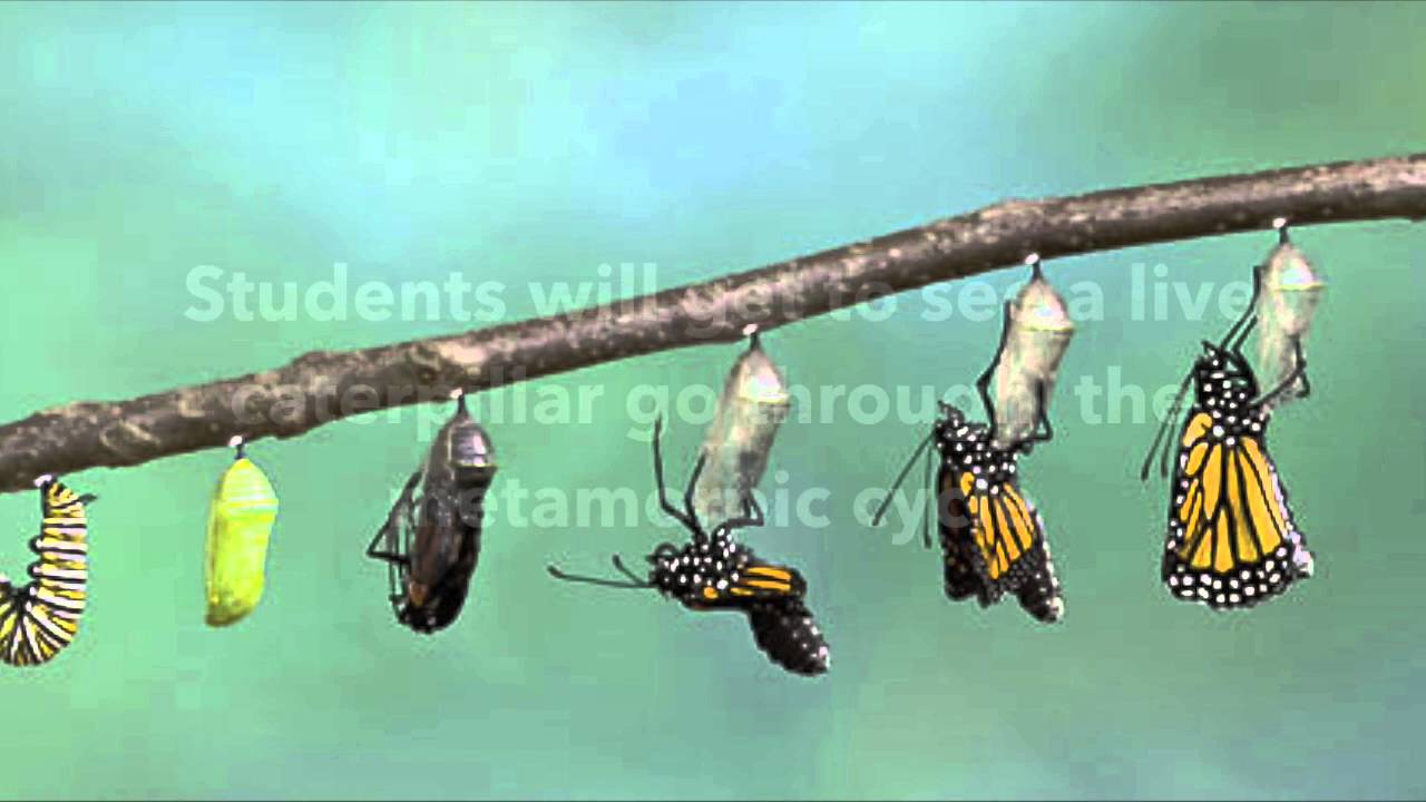 3rd Grade Science Metamorphosis - YouTube