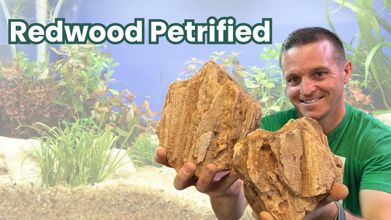 PETRIFIED FOREST Fish Tank With Redwood Stone - YouTube